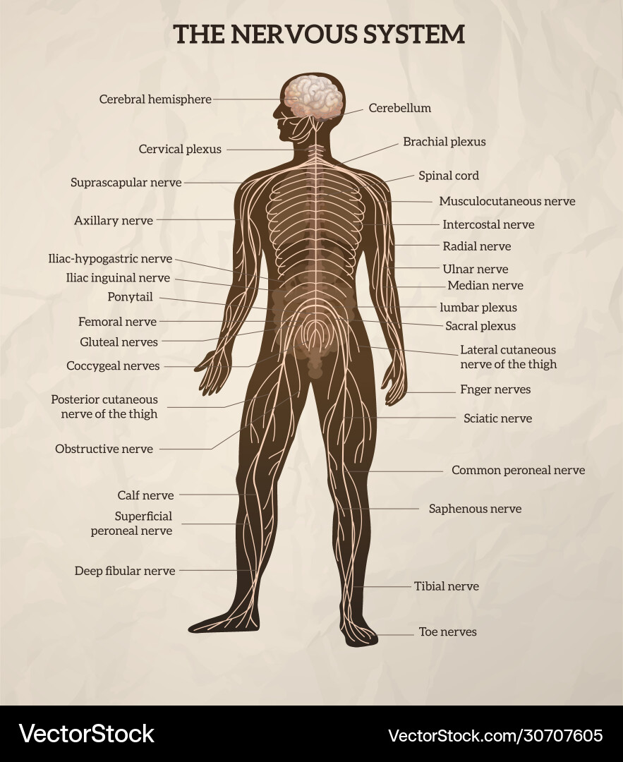 Human nervous system Royalty Free Vector Image