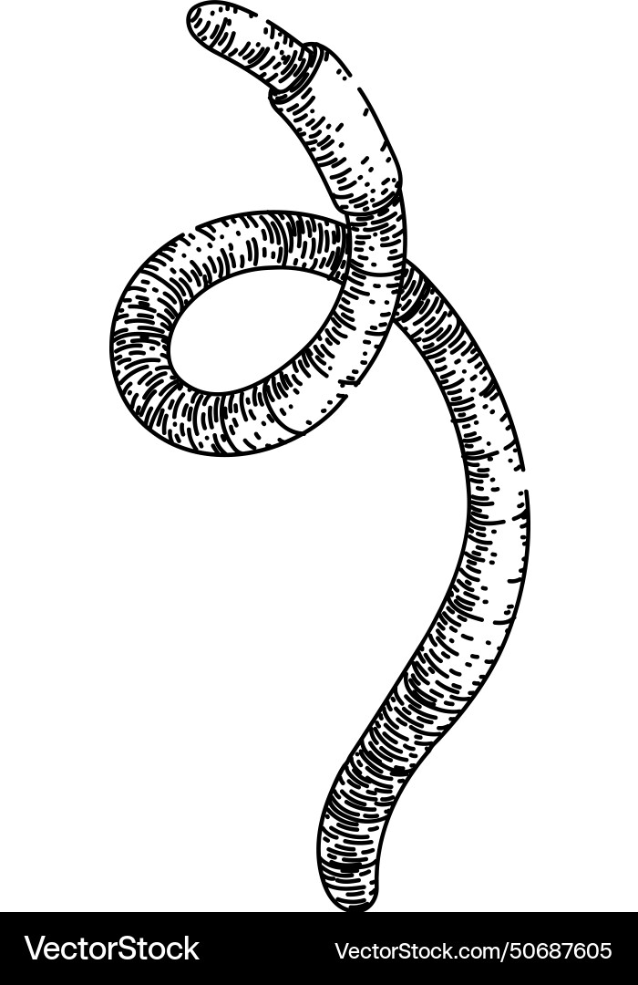 Worm sketch hand drawn Royalty Free Vector Image