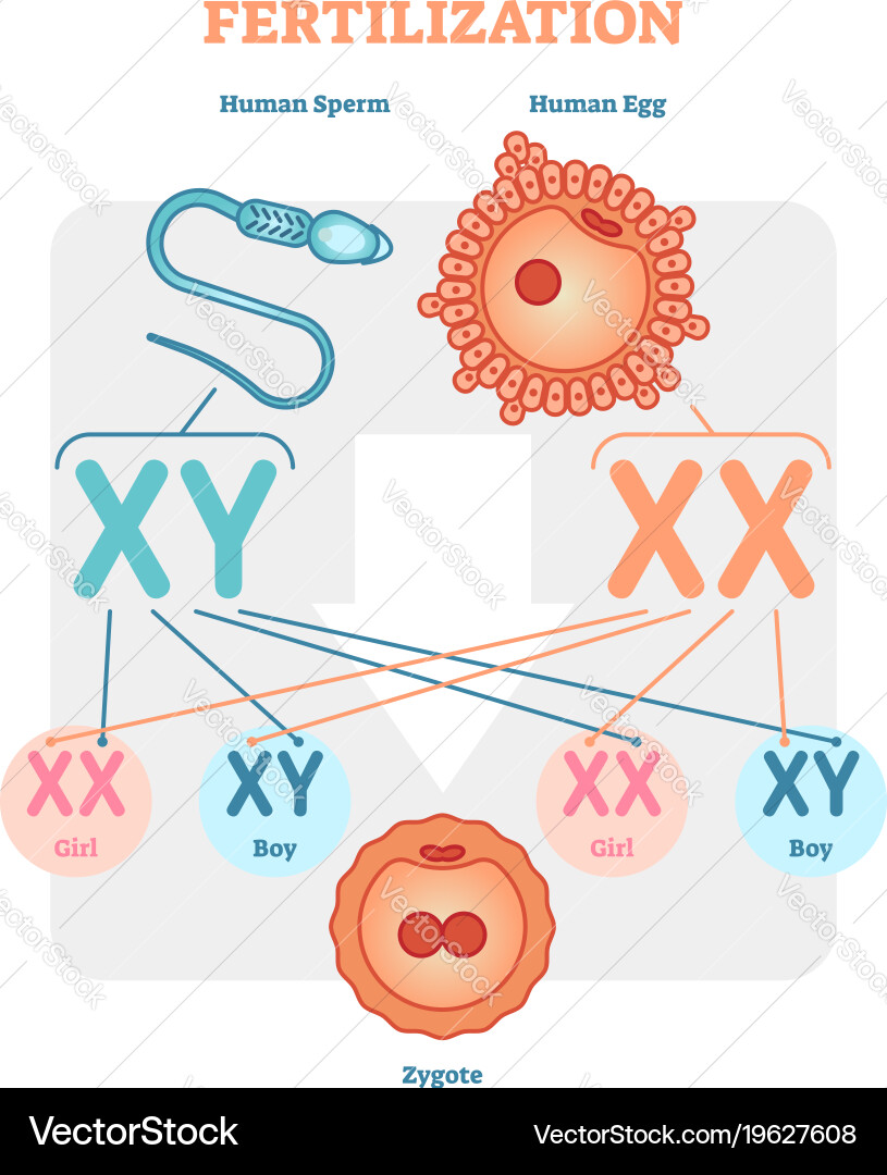 Fertilization Diagram With Human Sperm Egg Vector Image