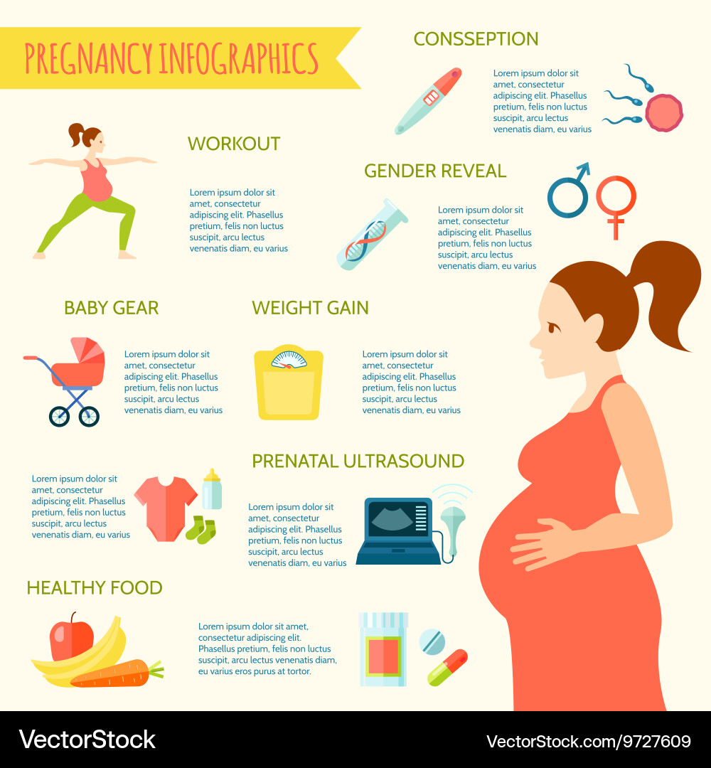 Pregnancy infographic set Royalty Free Vector Image