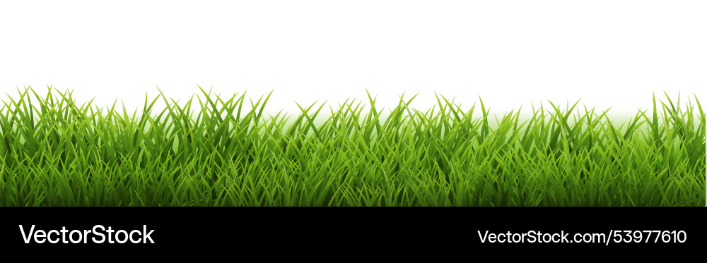 Green grass border isolated white background Vector Image