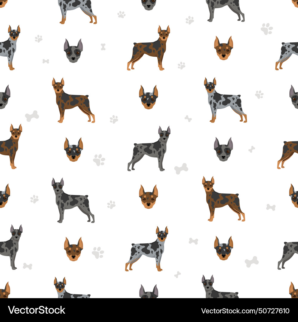 Harlequin pinscher seamless pattern different Vector Image