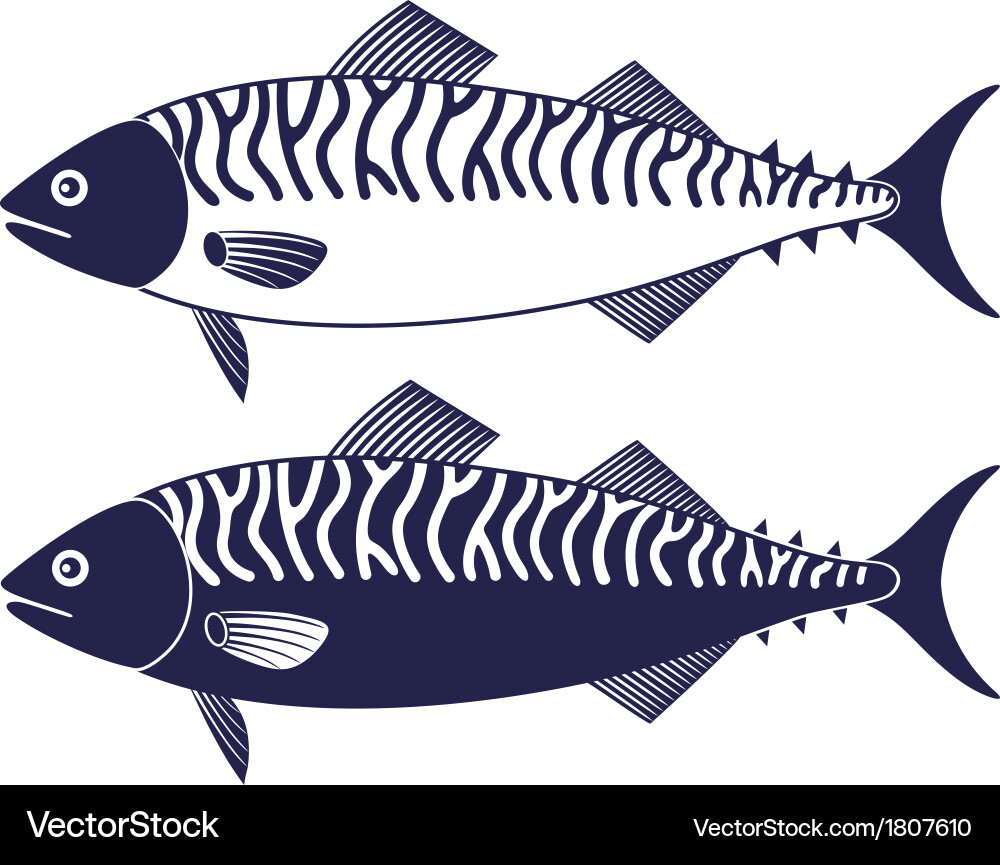 Mackerel Royalty Free Vector Image - VectorStock