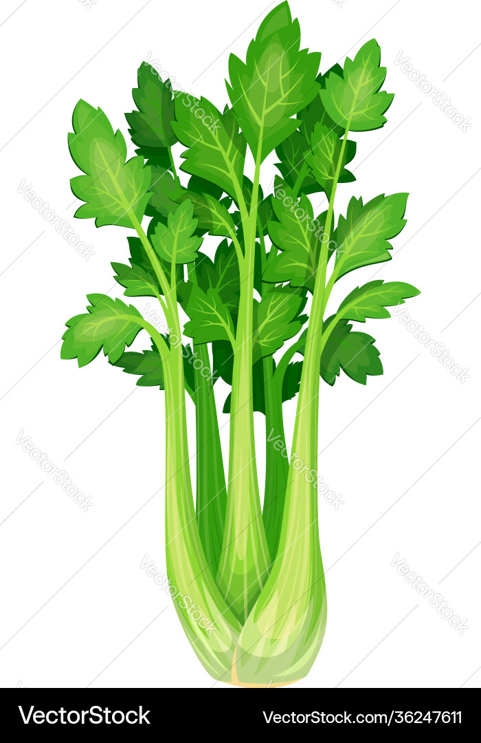 Sellerie Vector Images (über 10,000)