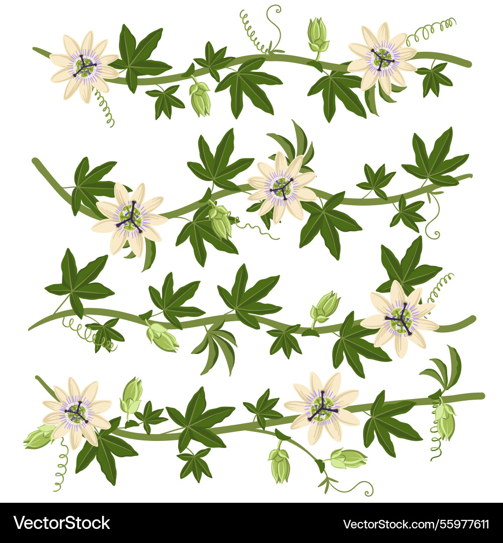 Drawing passion flowers Royalty Free Vector Image