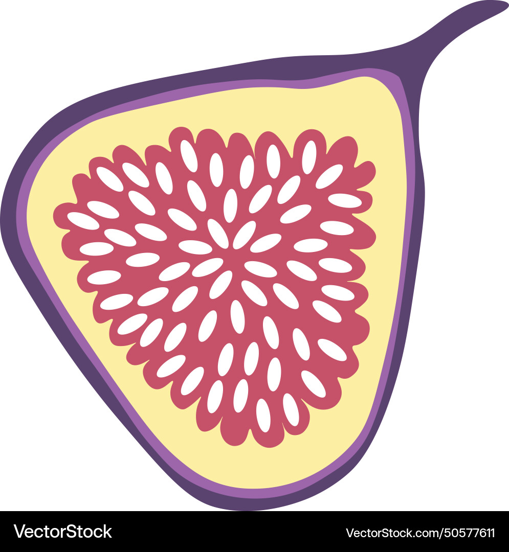 Slice of fig exotic and tropical summer fruit Vector Image
