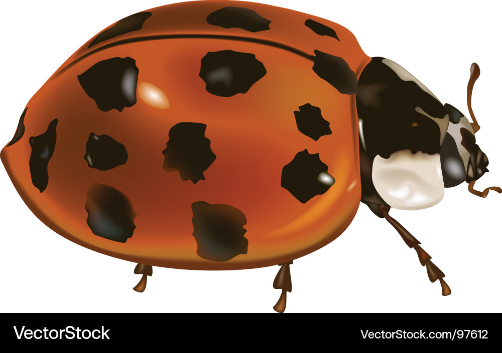 Ladybird Royalty Free Vector Image - VectorStock