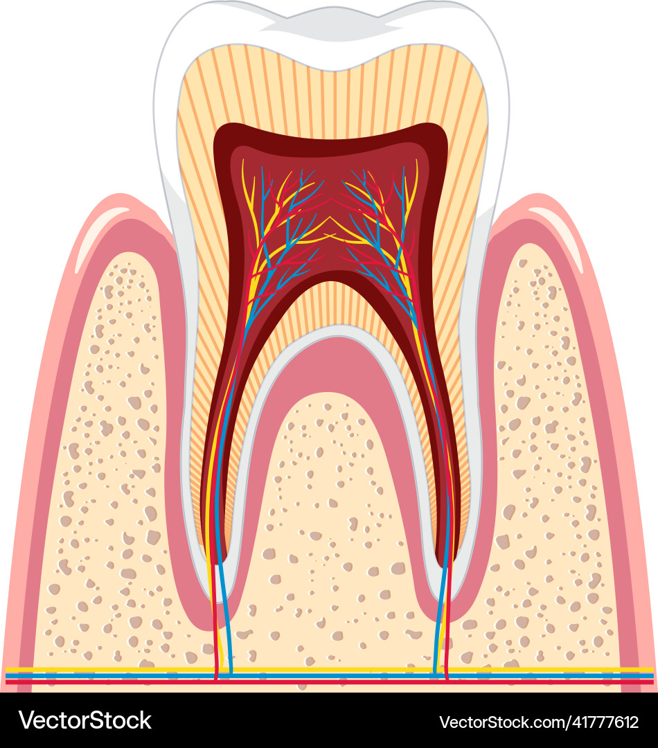 Tooth anatomy in gum on white background Vector Image