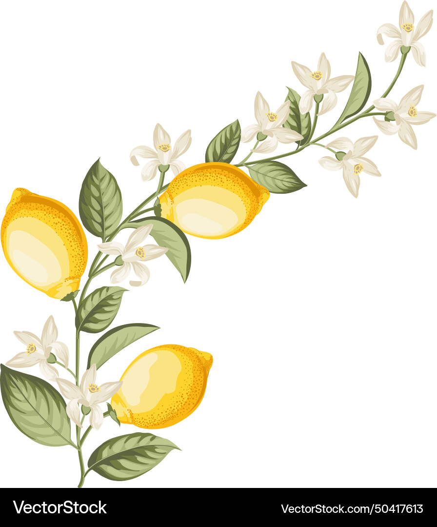 Lemons branch on white background Royalty Free Vector Image