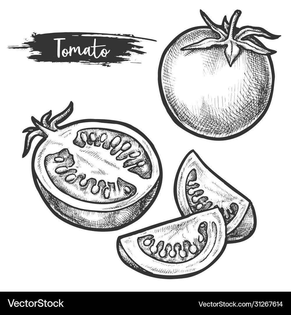 Sliced tomato fetus sketch hand drawn vegetable Vector Image