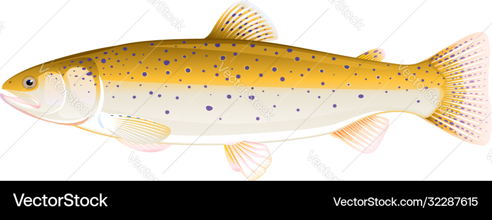 Brown trout fish Royalty Free Vector Image - VectorStock