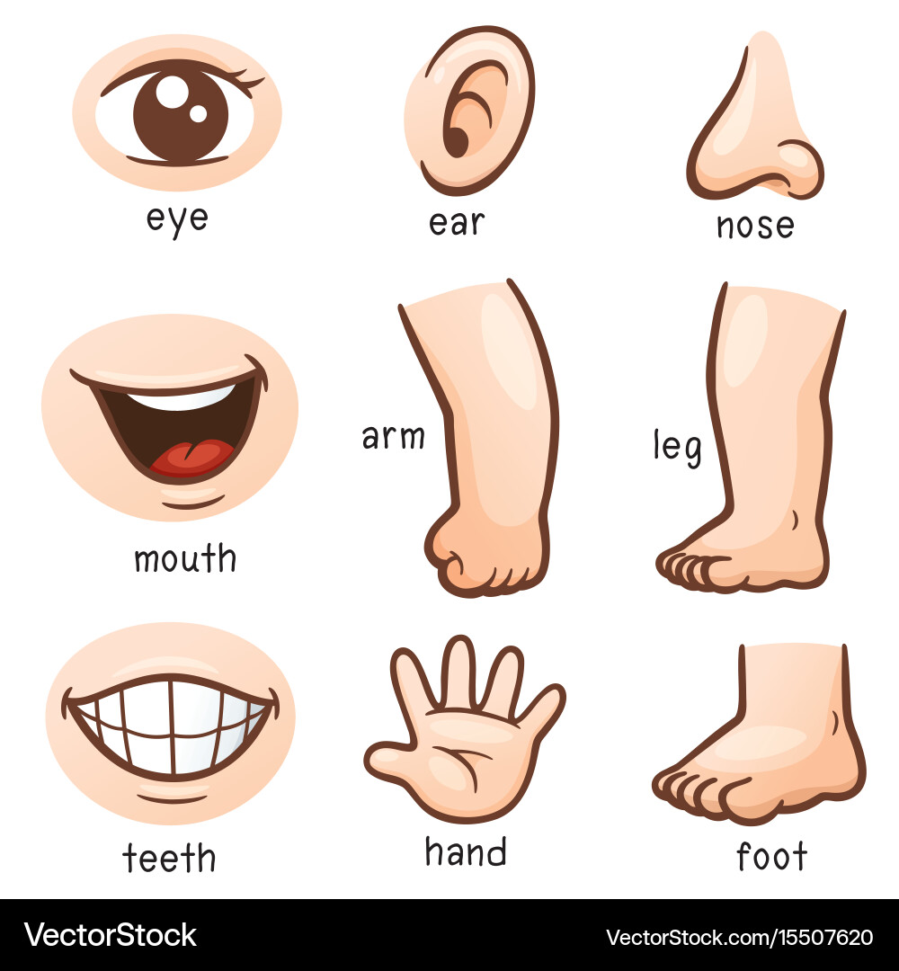 Body part Royalty Free Vector Image - VectorStock