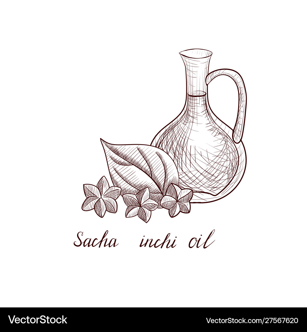 Drawing sacha inchi oil Royalty Free Vector Image