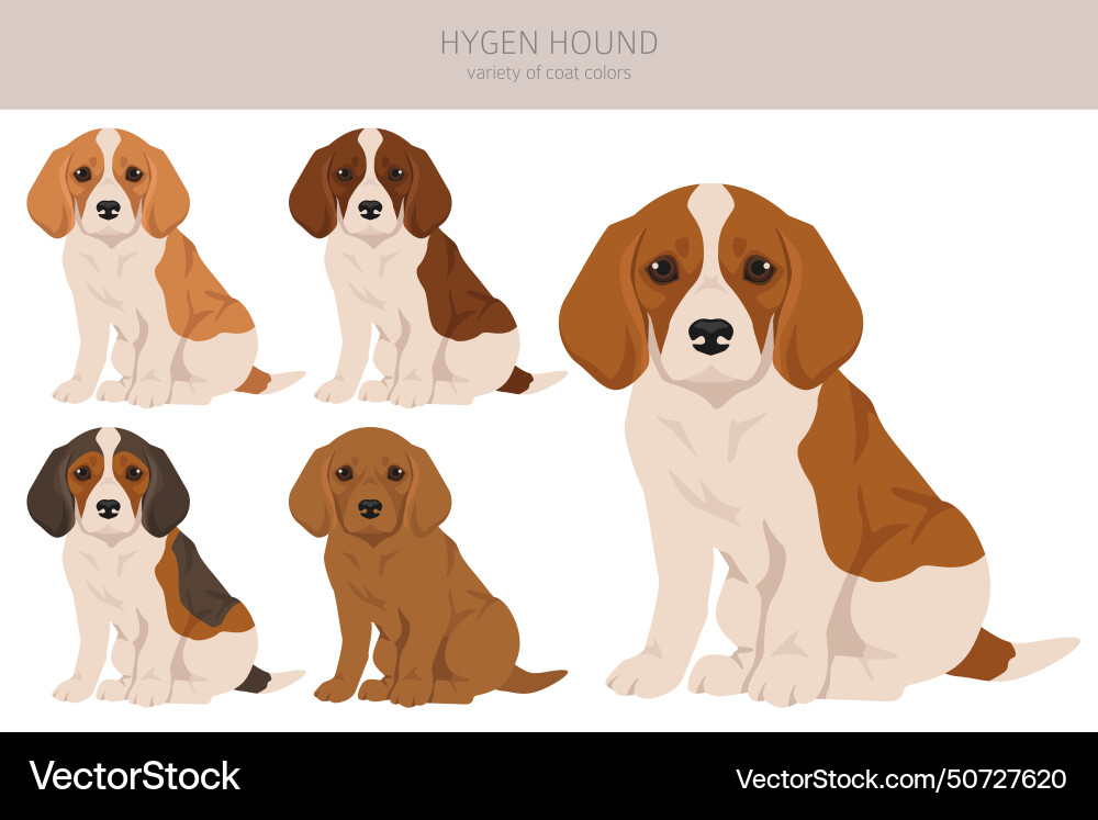 Hygen hound puppy clipart different poses coat Vector Image