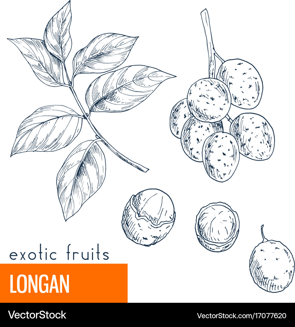 Longan hand drawn Royalty Free Vector Image - VectorStock