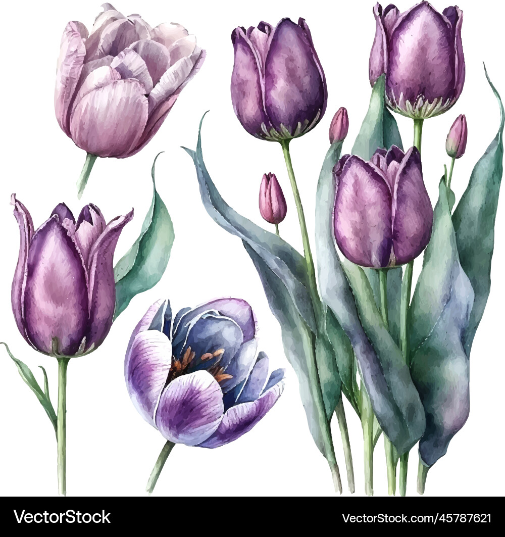 Watercolor hand drawn set of colorful puple Vector Image
