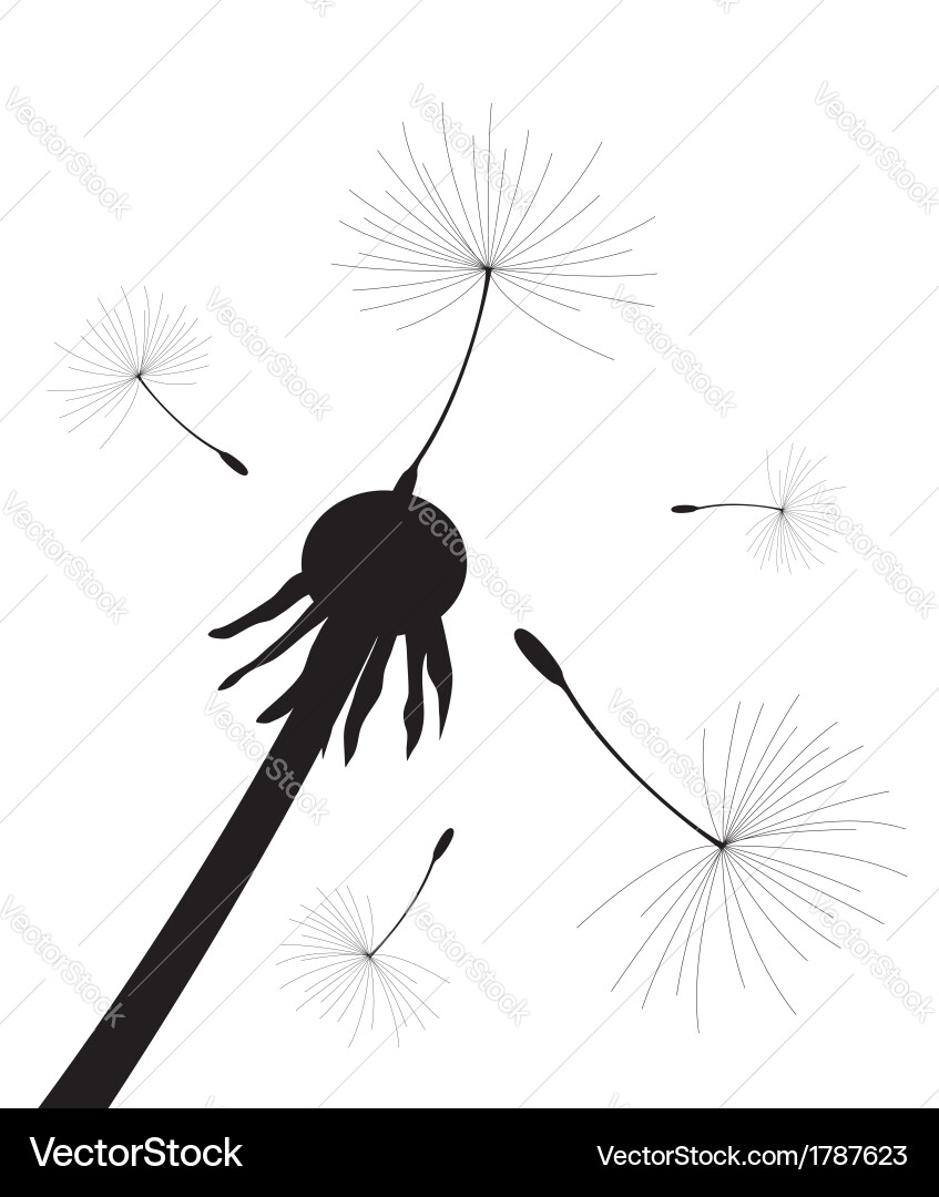 Dandelion Royalty Free Vector Image - VectorStock