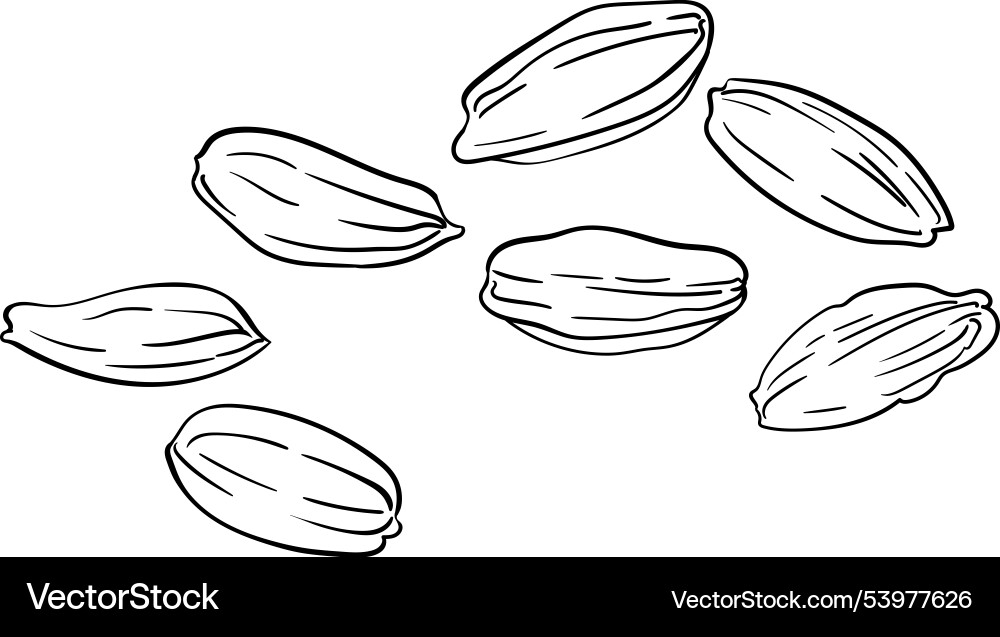 Carrot seeds isolated outline Royalty Free Vector Image