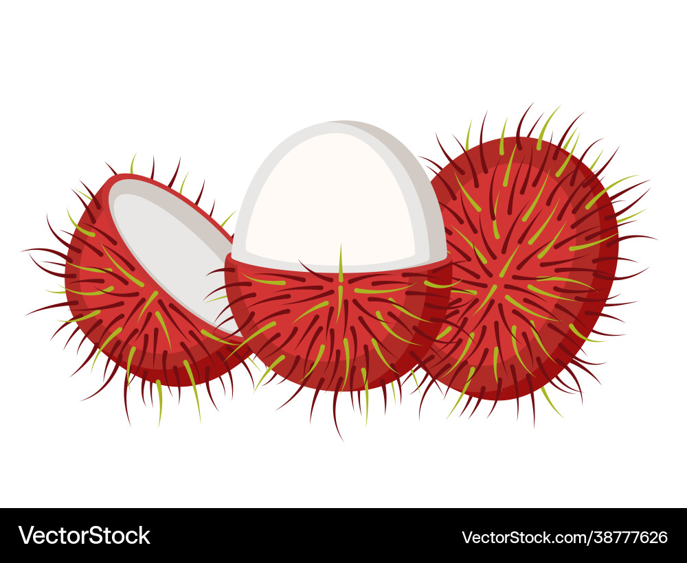 Rambutan whole fruit and open Royalty Free Vector Image