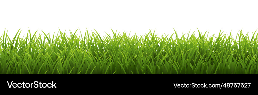 Green grass border and isolated white background Vector Image