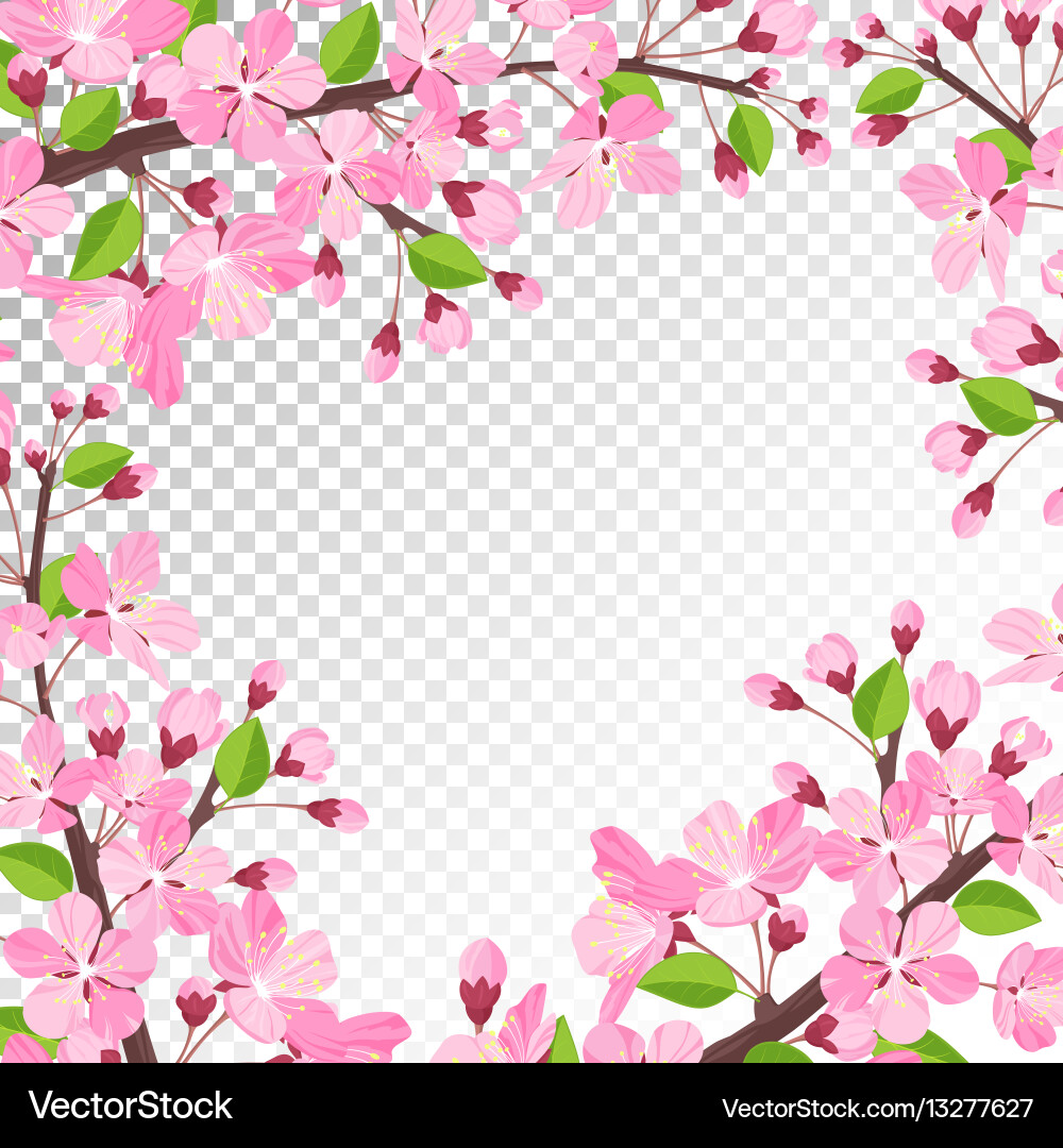 Pink Cherry Blossom Spring Background Royalty Free Vector
