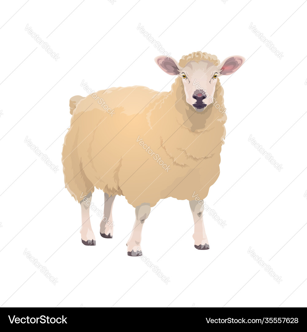 Mutton Meat Cartoon Vector Images (over 650)