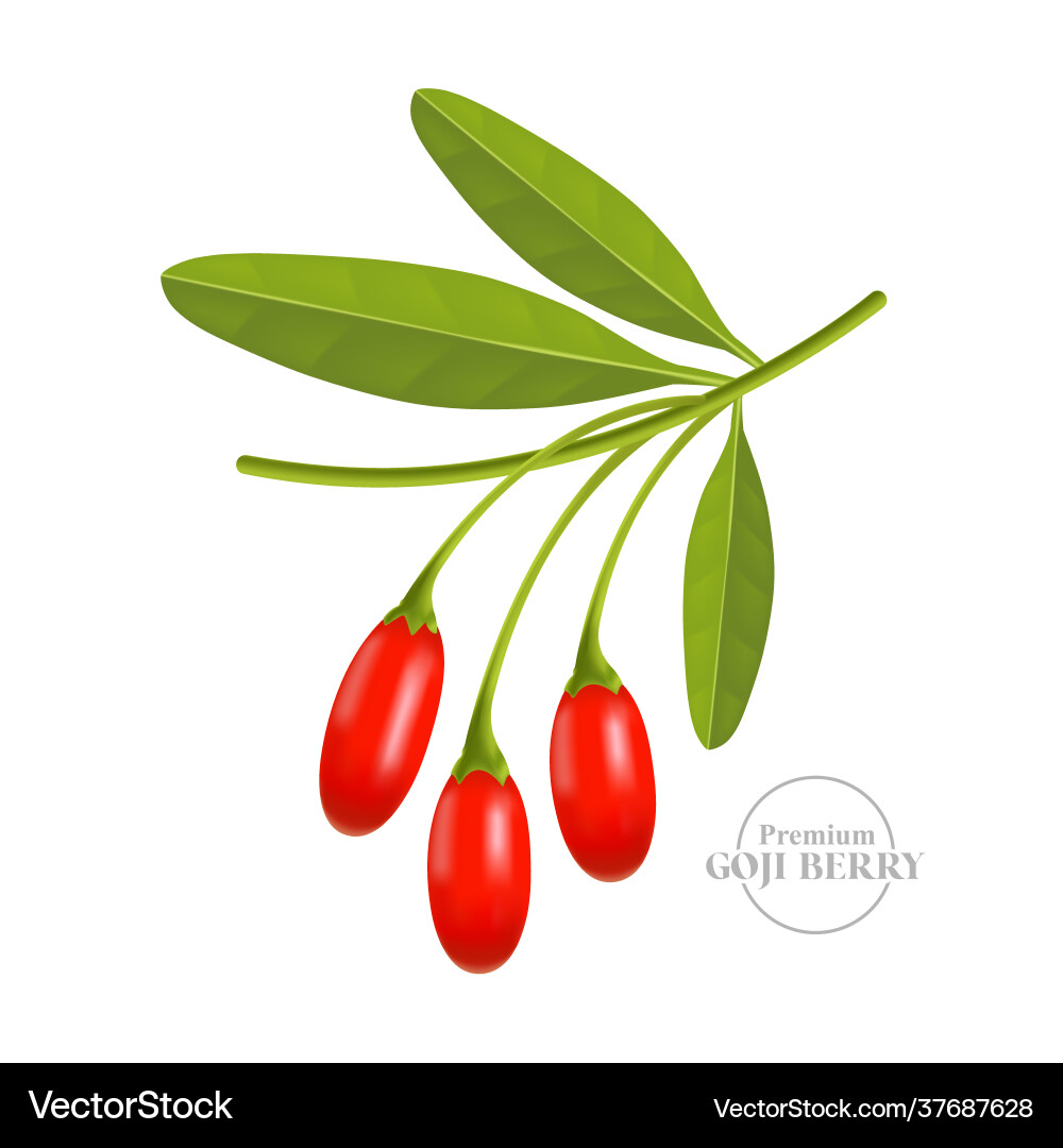 Realistic fresh goji berry Royalty Free Vector Image