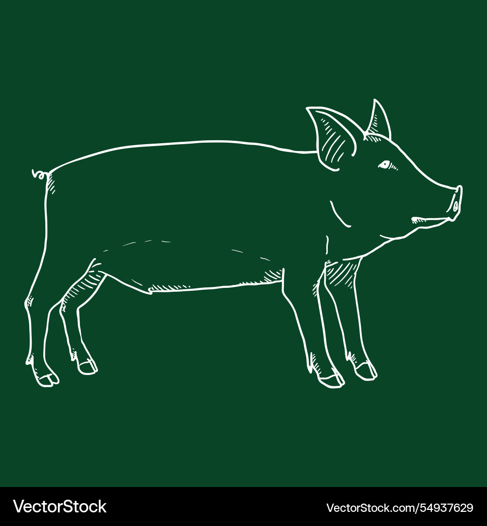 Hand drawn sketch piglet Royalty Free Vector Image