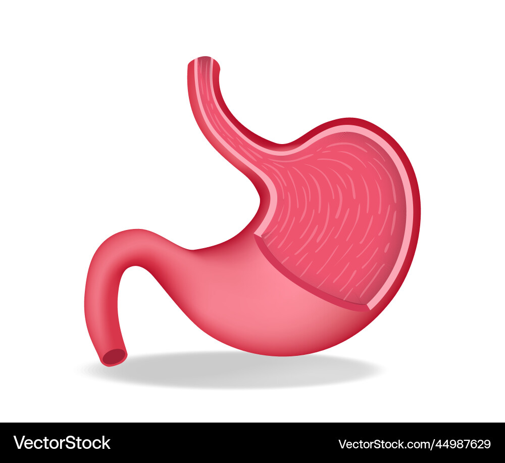 Isometric flat 3d of stomach inner slice anatomy Vector Image