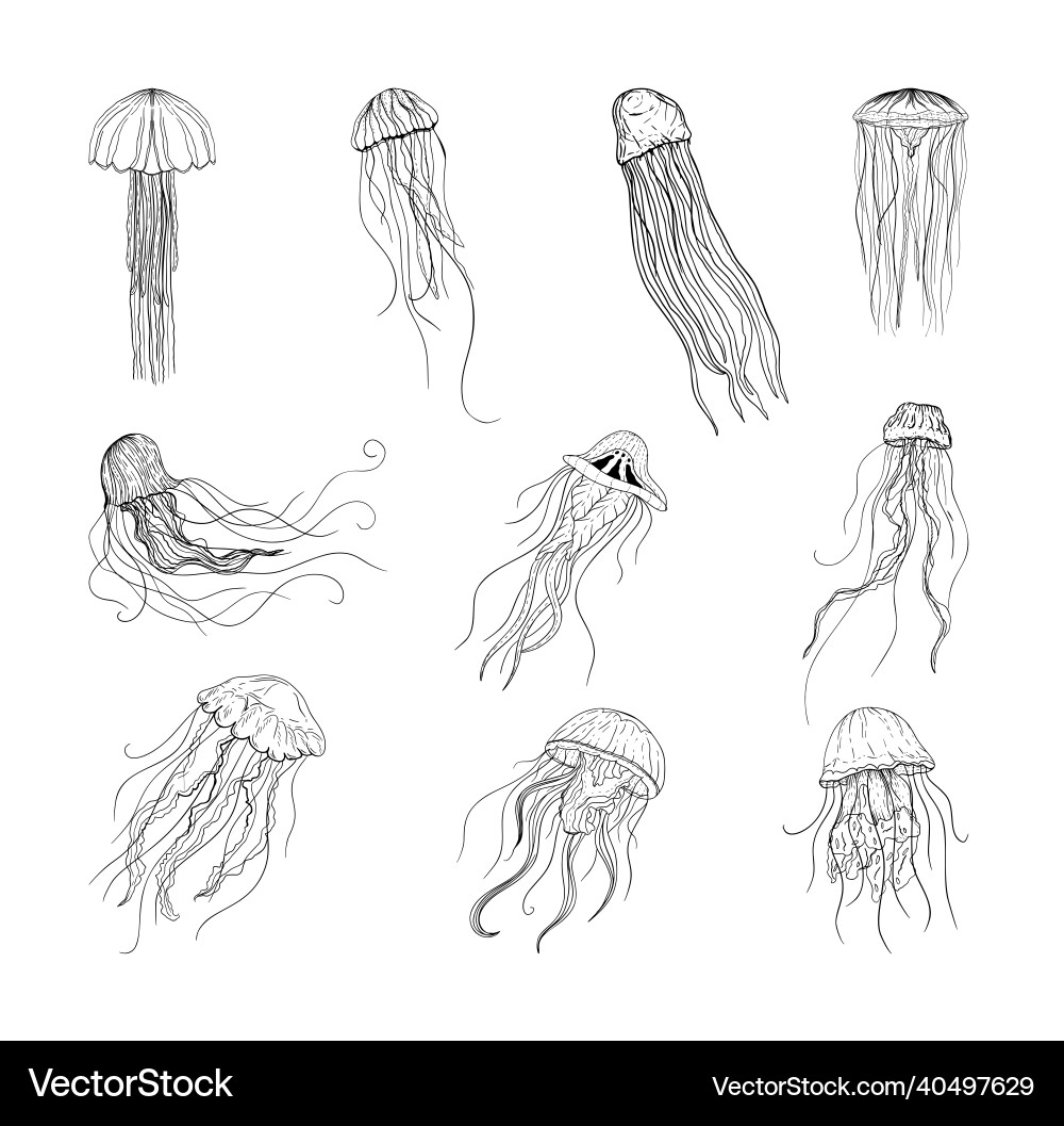 Jellyfish in art ink style Royalty Free Vector Image