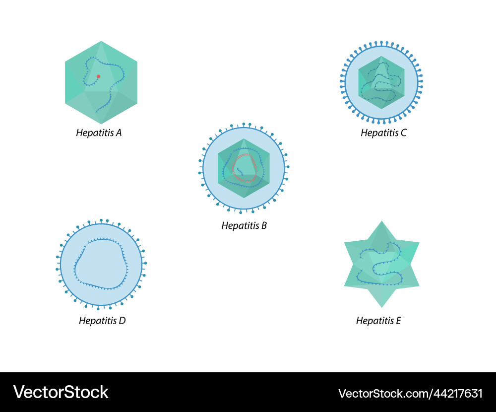 Hepatitis viruses of liver structure Royalty Free Vector