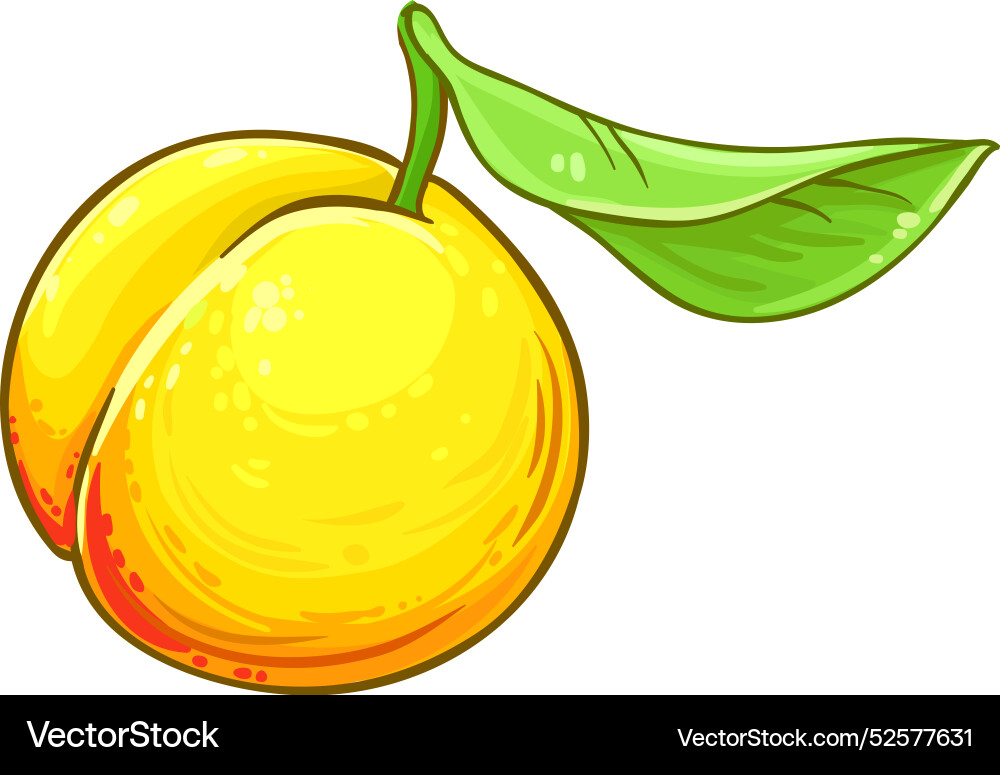 Peach fruit colored detailed Royalty Free Vector Image