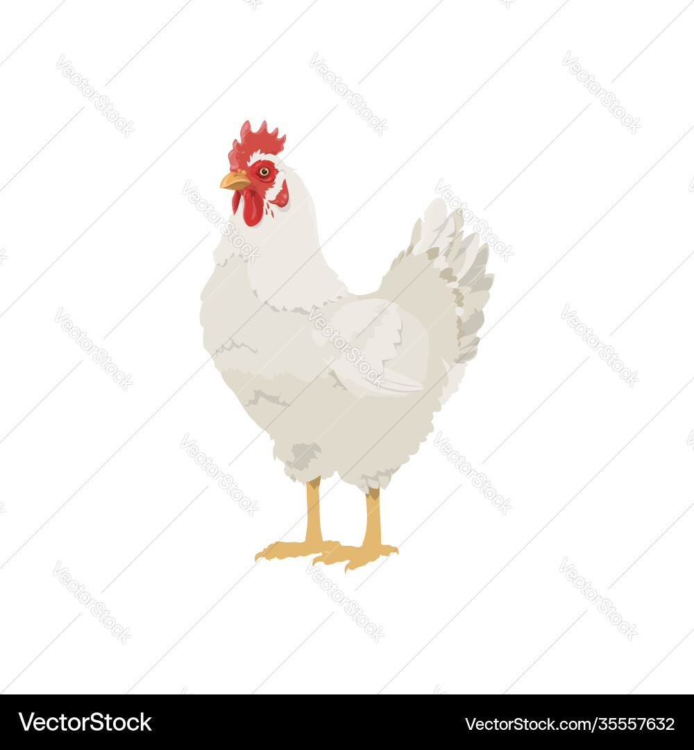 Chicken bird icon farm agriculture hen poultry Vector Image