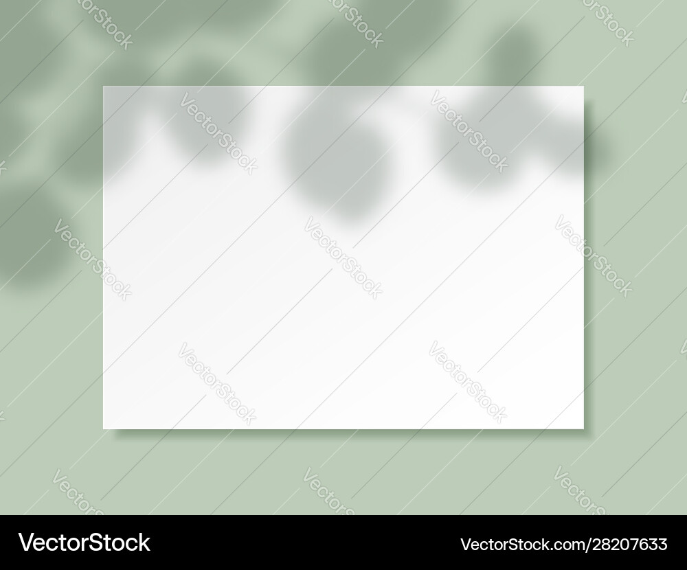 White horizontal paper blank with eucalyptus Vector Image