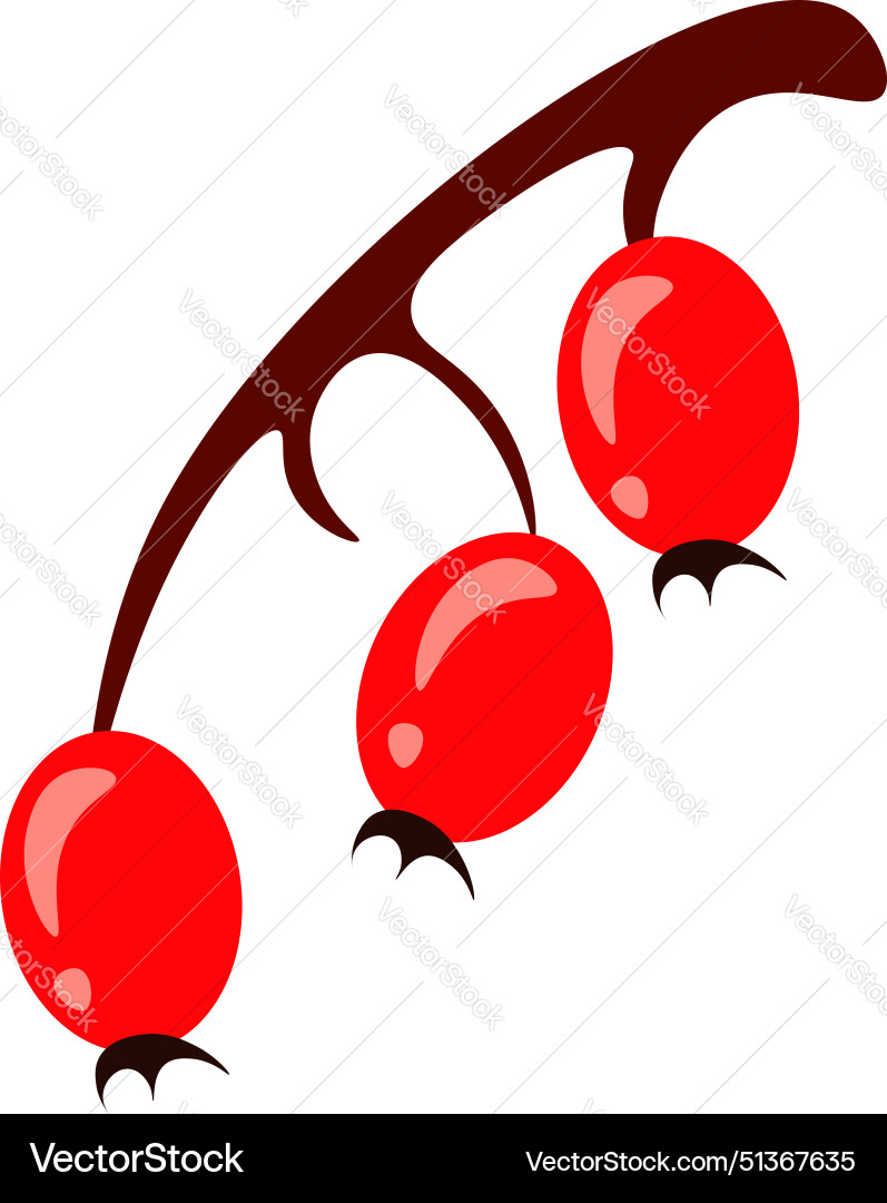 Branch with three cherries Royalty Free Vector Image