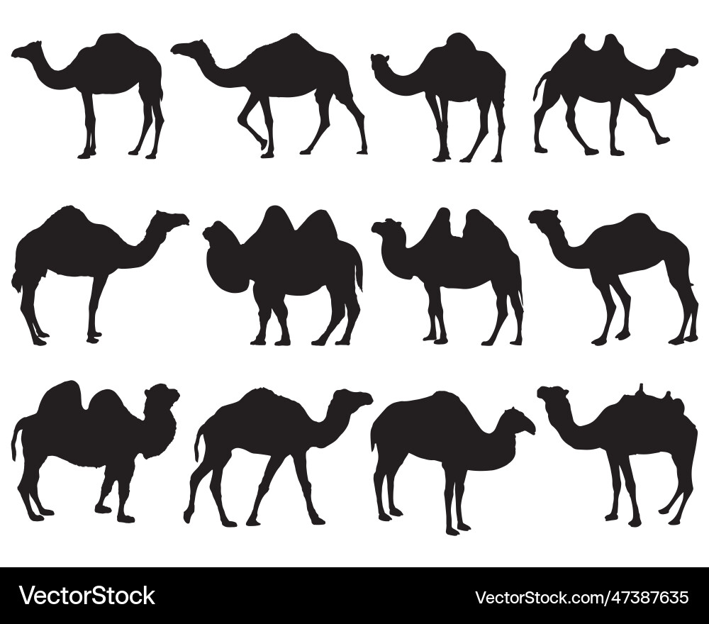 Camel silhouette bundle Royalty Free Vector Image