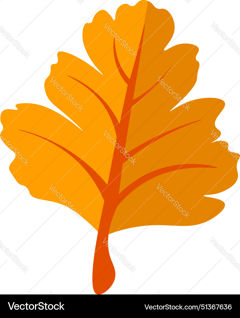 Orange leaf on white background Royalty Free Vector Image