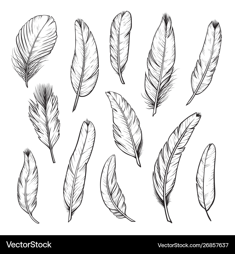 How To Draw A Birds Feathers