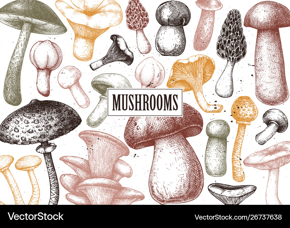 Detailed Mushroom Collection Royalty Free Vector Image