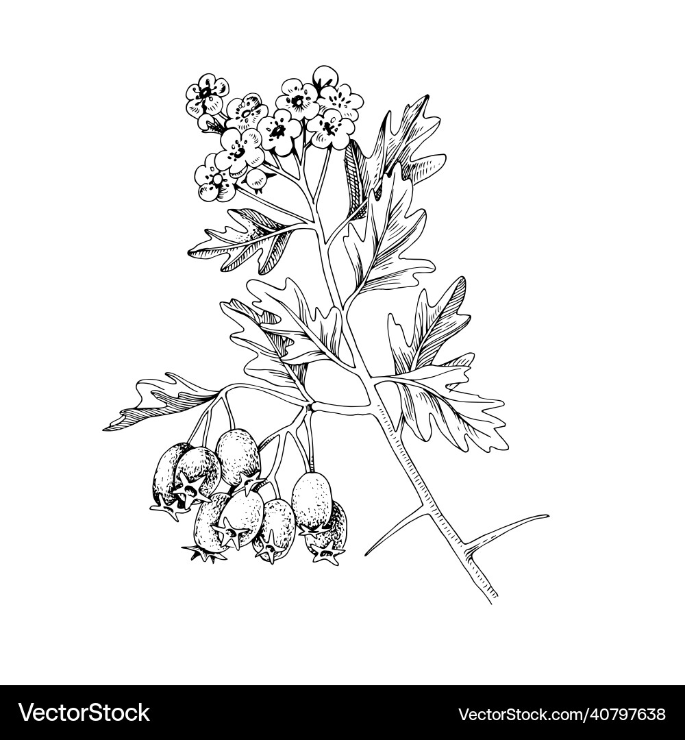 Hawthorn Berry Vector Images (over 920)
