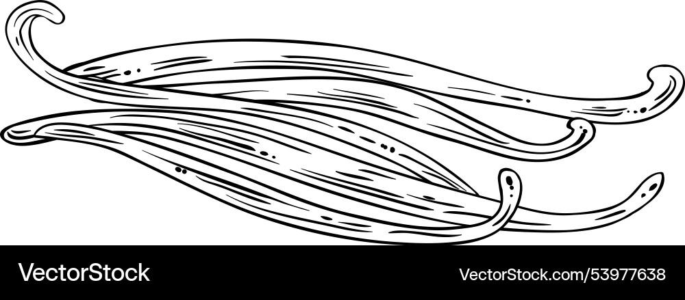 Vanilla sticks isolated outline Royalty Free Vector Image