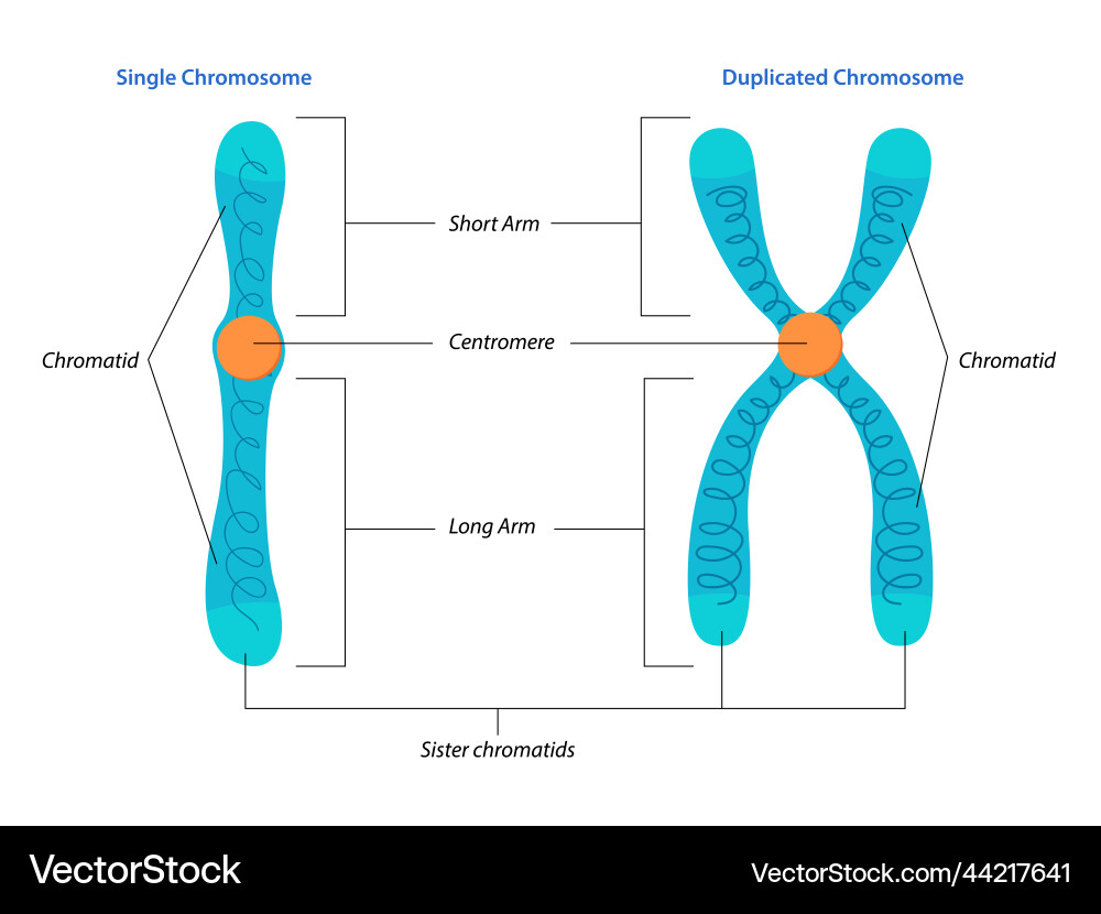 Chromosome Duplication & Sister Chromatids Vector Image