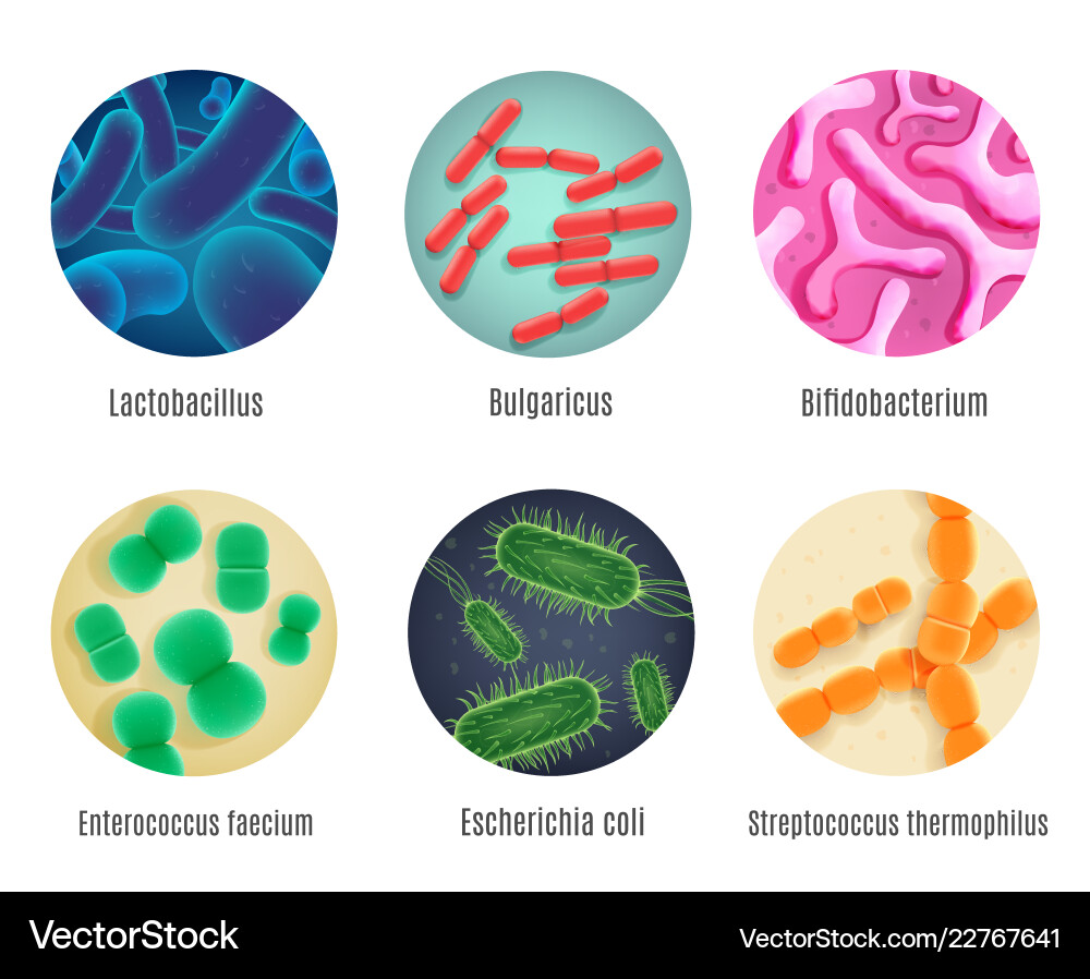 Symbiotic human bacteria realistic set Royalty Free Vector