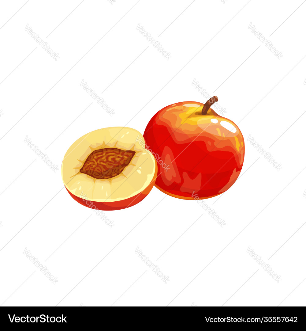 Nectarine peach fruit icon tropical exotic food Vector Image