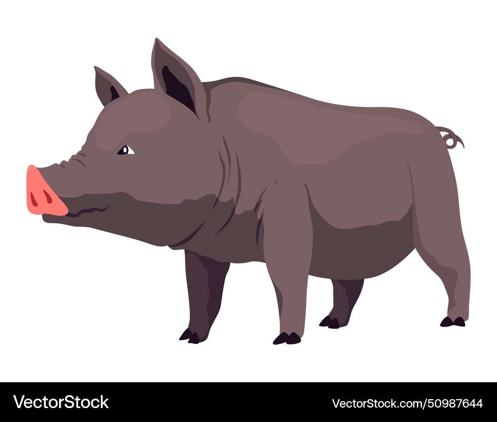 Pig set flat cartoon isolated on white background Vector Image