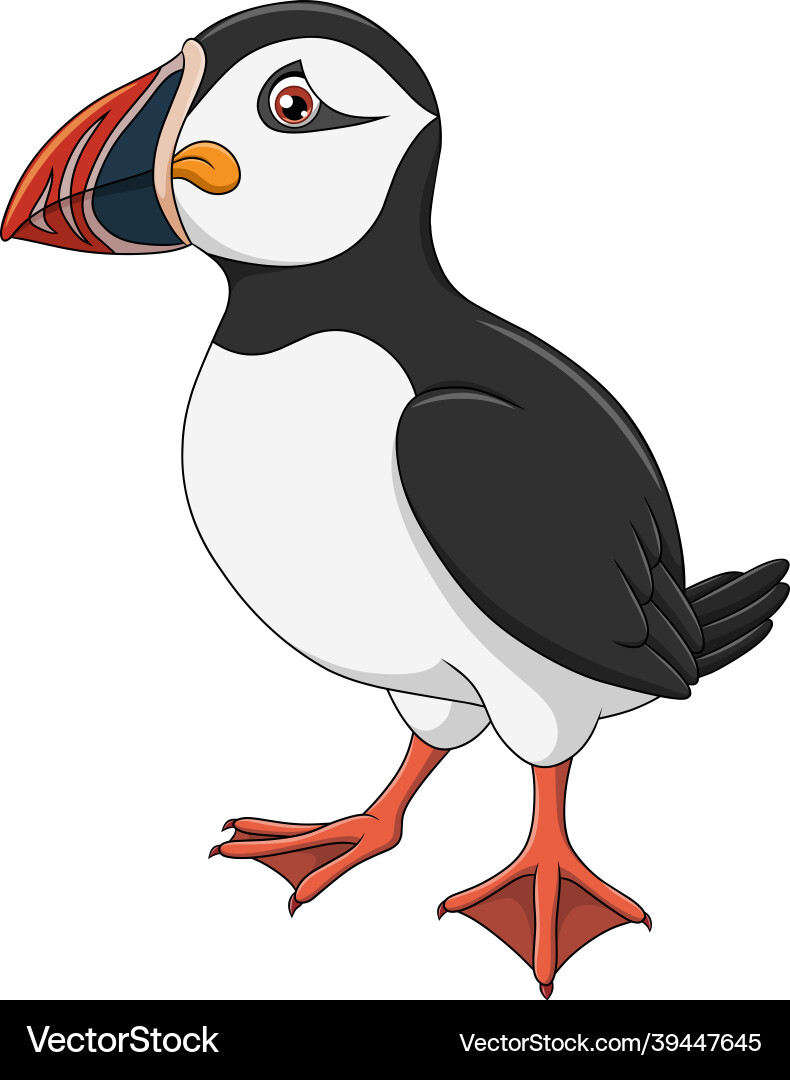 Cute atlantic puffin cartoon Royalty Free Vector Image