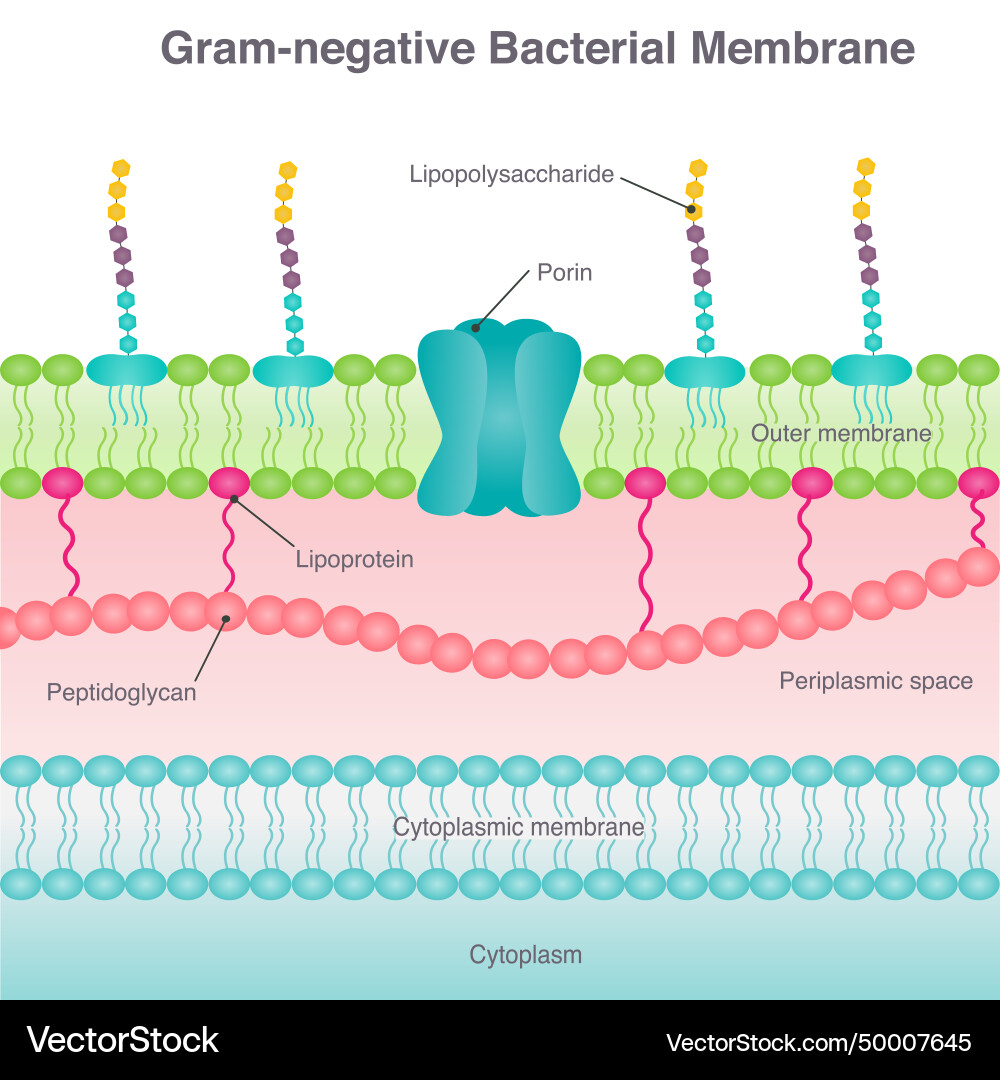 Gram-negative bacterial membrane Royalty Free Vector Image