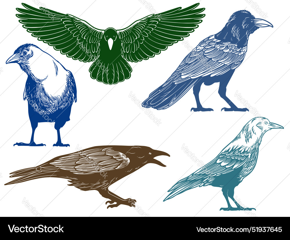 Hand drawn of crow from different angle views in Vector Image