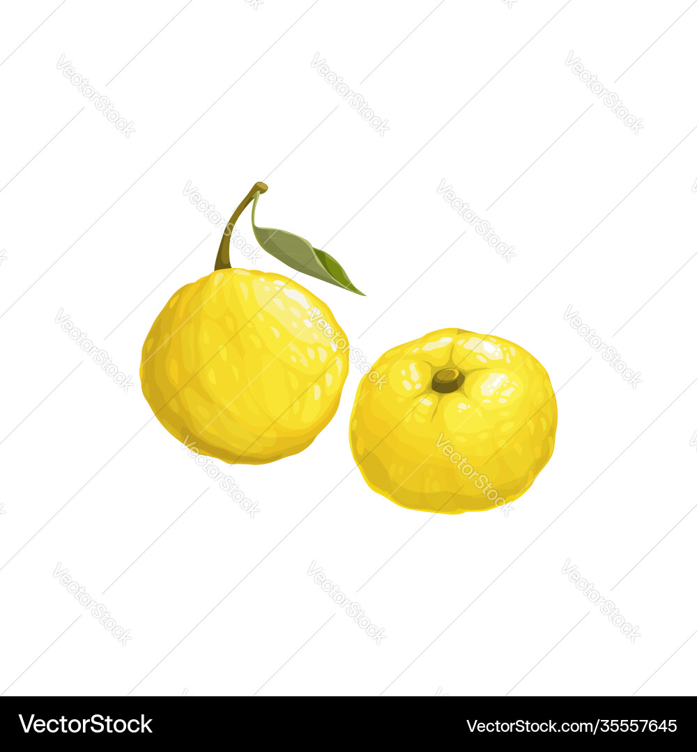 Yuzu Fruit - Japanese Citrus Royalty Free Vector Image