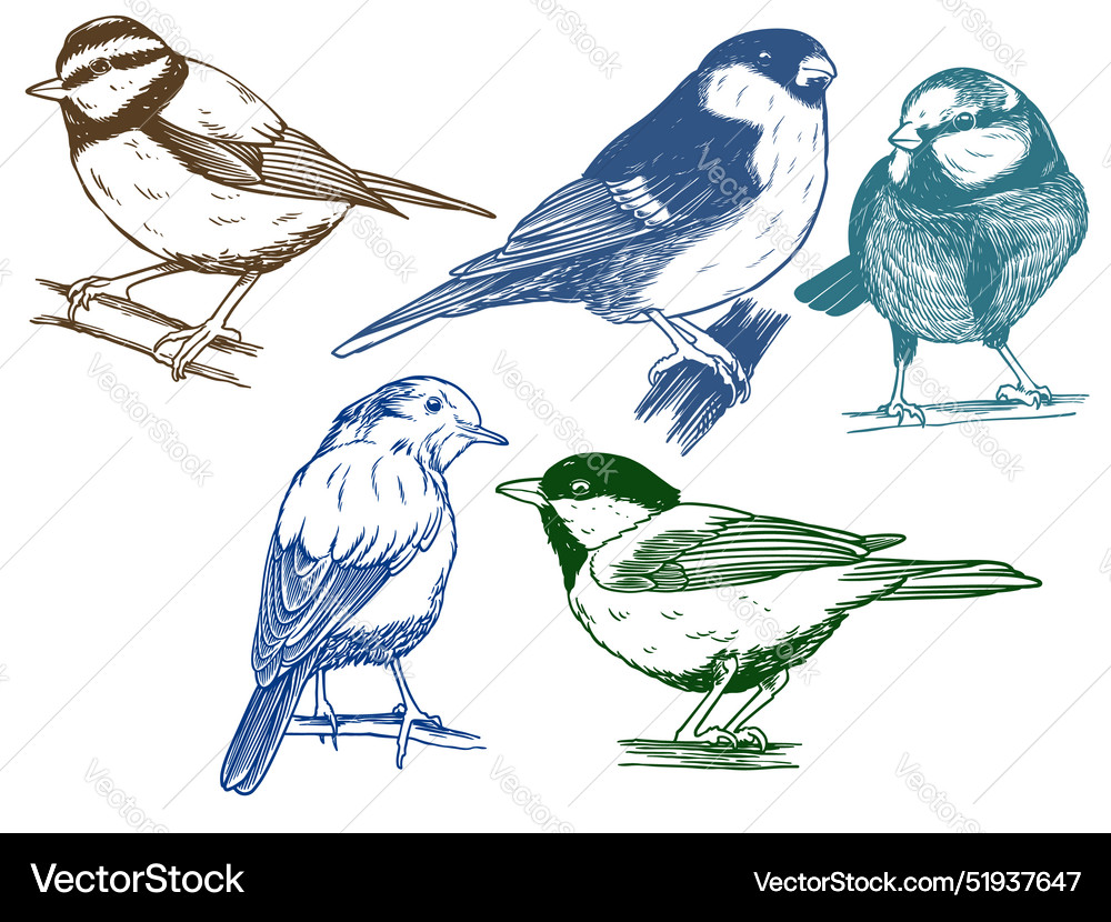 Hand drawn of songbird bird from different angle Vector Image